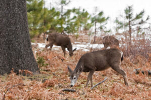 Do Deer Travel the Same Path Every Day? Explained! • Outdoors Mecca
